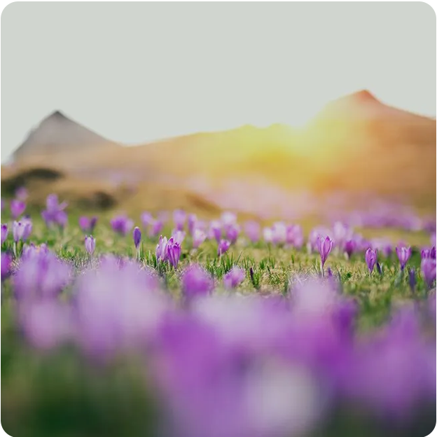 Allerase™ | Relief From Seasonal Challenges